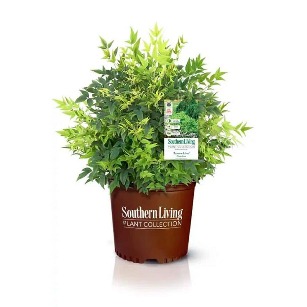 SOUTHERN LIVING 1 Gal. Lemon Lime Nandina Heavenly Bamboo Live ...