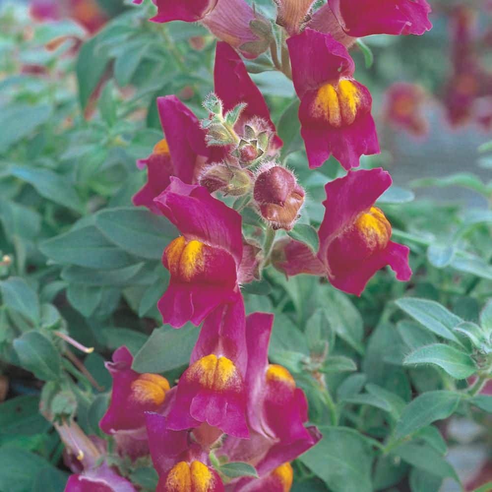 ALTMAN PLANTS 4 IN. Snapdragon Plant with Assorted Flowers in Grower ...