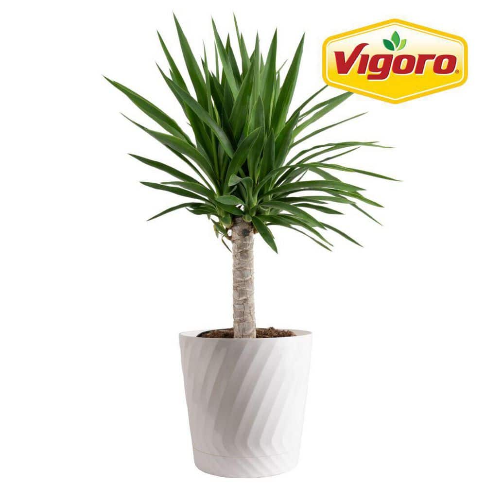 Vigoro Yucca Cane Plant in 10in. White Decor Pot, Avg Shipping Height 2 ...