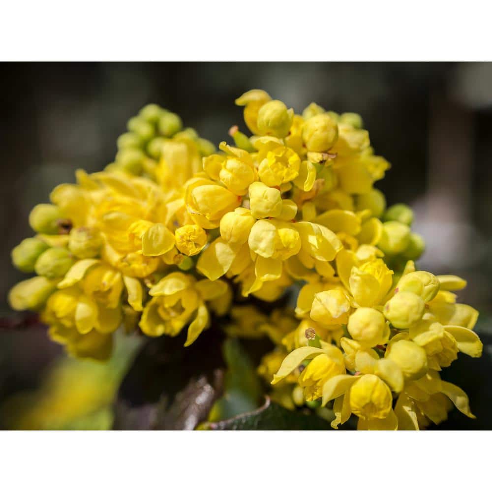 Online Orchards 1 Gal. Dwarf Golden Barberry Shrub with Exceptionally ...