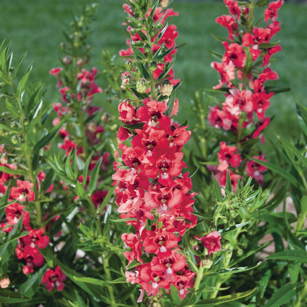 Vigoro Angelonia Red (306-Pack) Annual Plant with Red Flowers ...