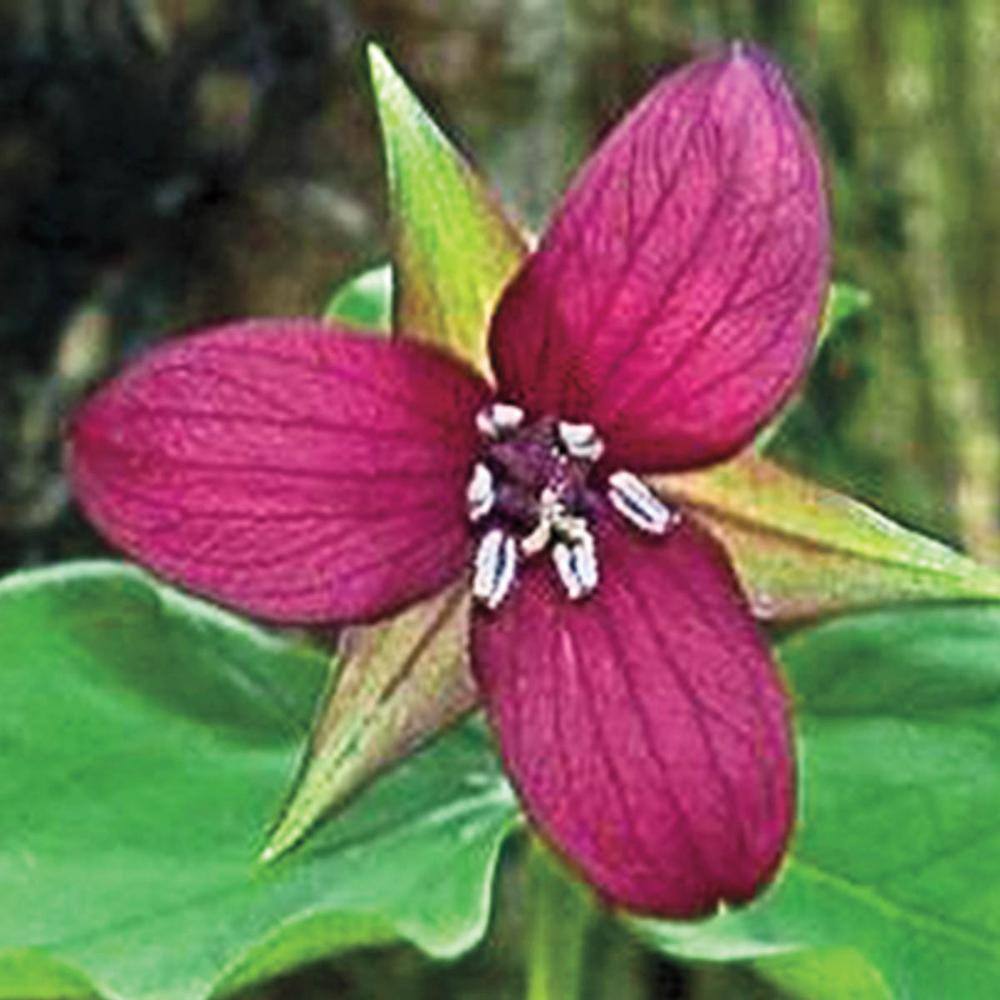 Spring Hill Nurseries Red Flowers Red Trillium Live Bareroot Perennial ...