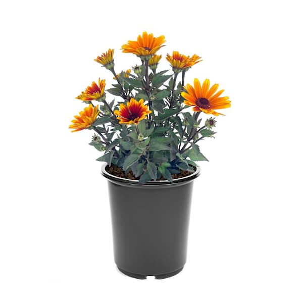 Vigoro 2.5 qt. Heliopsis Sole Scuro Perennial Plant with Yellow and ...