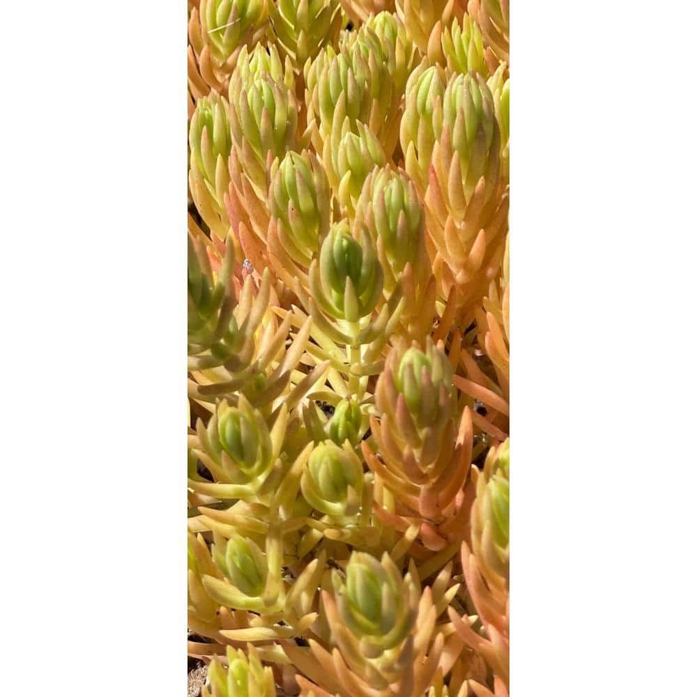 Cesicia Sedum Lemon Ball Spreading Plant (3-Pack) MMPlant08 - The Home ...