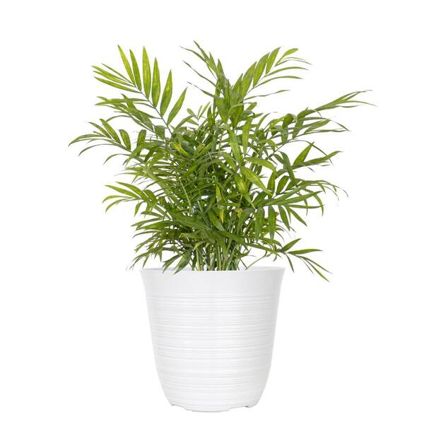 United Nursery 12 in. to 18 in. Tall Parlor Palm Plant in 6 in. White ...