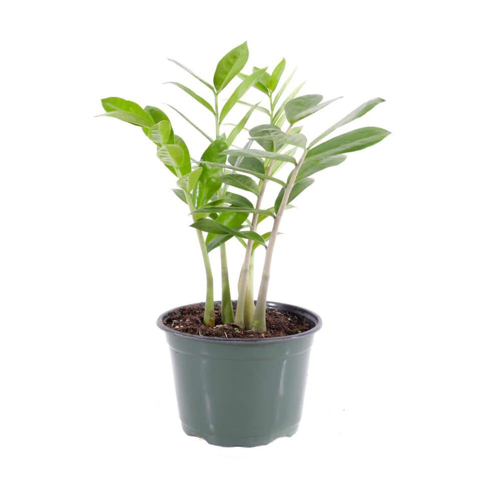 Plants by Post 6 in. ZZ Plant in Grower Pot 748179052672 - The Home Depot