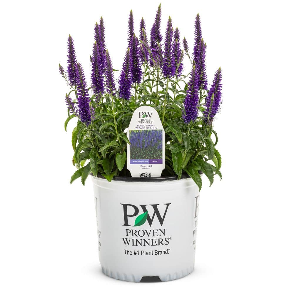 Proven Winners 1 Gal. Magic Show Wizard of Ahhs Spike Speedwell ...