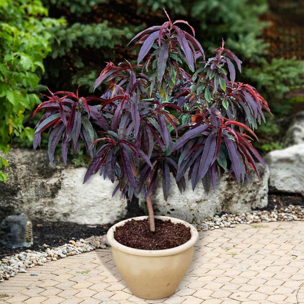 Reviews for DIRECT GARDENING Bonfire Patio Flowering Peach (Prunus ...