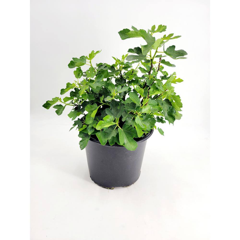 Reviews for BELL NURSERY 3 Gal. 'Chicago Hardy' Fig (Ficus Carica) Live ...