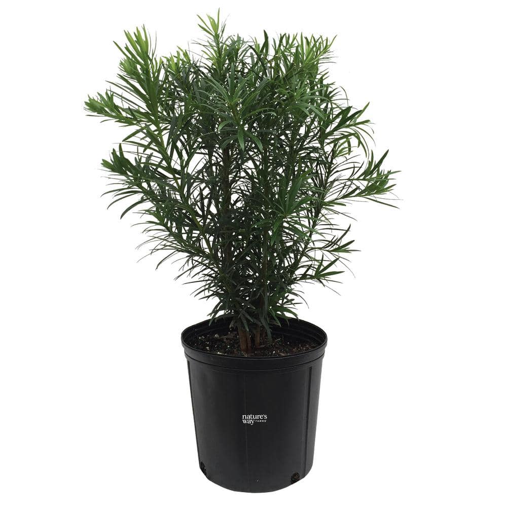 NATURE'S WAY FARMS Podocarpus Live Outdoor Plant in Growers Pot Avg ...