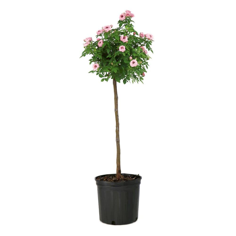 national PLANT NETWORK 3 gal. Rose Pink Mini Flora Tree With Pink ...