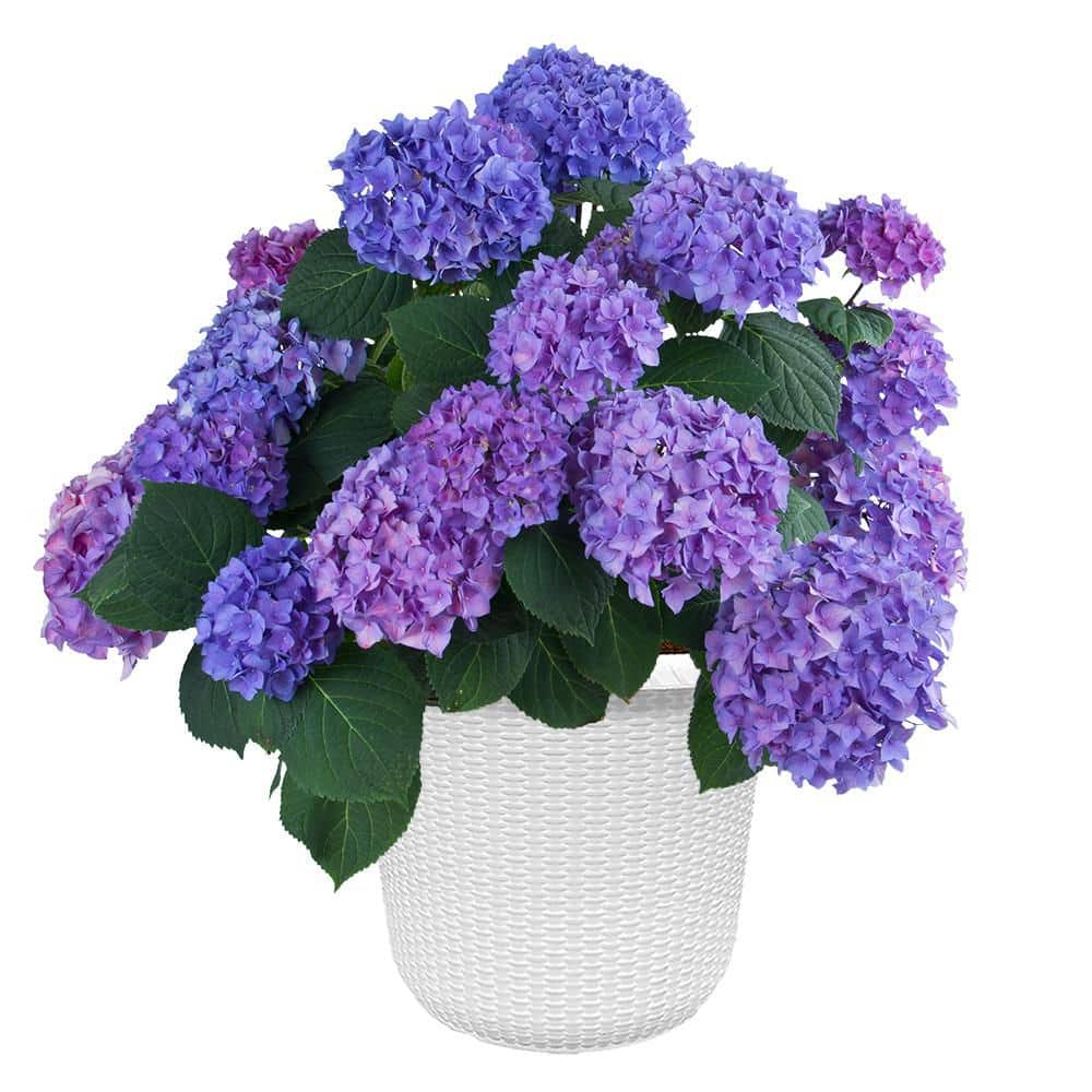 Reviews for PROVEN WINNERS 2 Gal. Let's Dance Rhythmic Blue Hydrangea ...