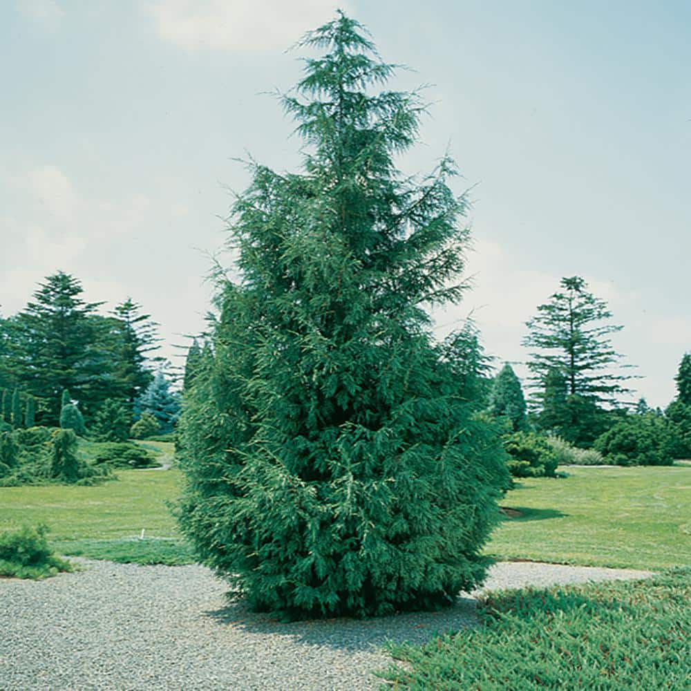 FLOWERWOOD 3 Gal. Leyland Cypress Holiday Shrub Plant 1008557517 - The ...