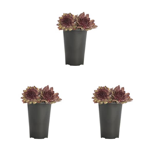 DIRECT GARDENING 1 Gal. Pot, Elijah Blue Fescue Ornamental Grass Potted ...