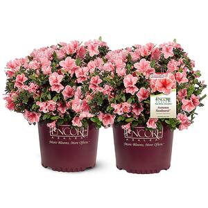 ENCORE AZALEA 3 Gal. Autumn Chiffon Shrub with Bicolor White and ...