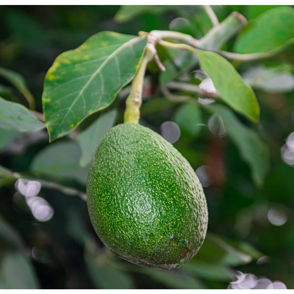 Fuerte Avocado Tree
