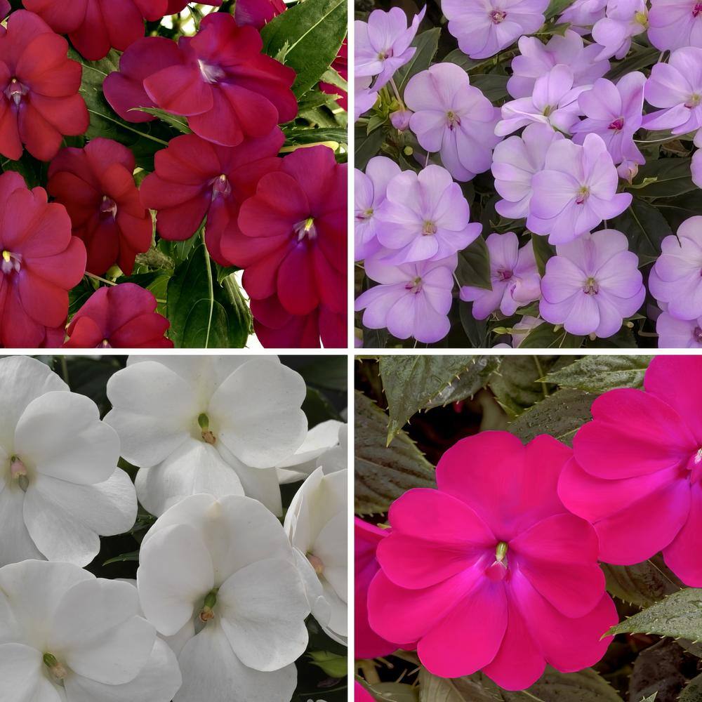 SunPatiens 2.5 In. SunPatiens Impatiens Annual Plant Collection with ...