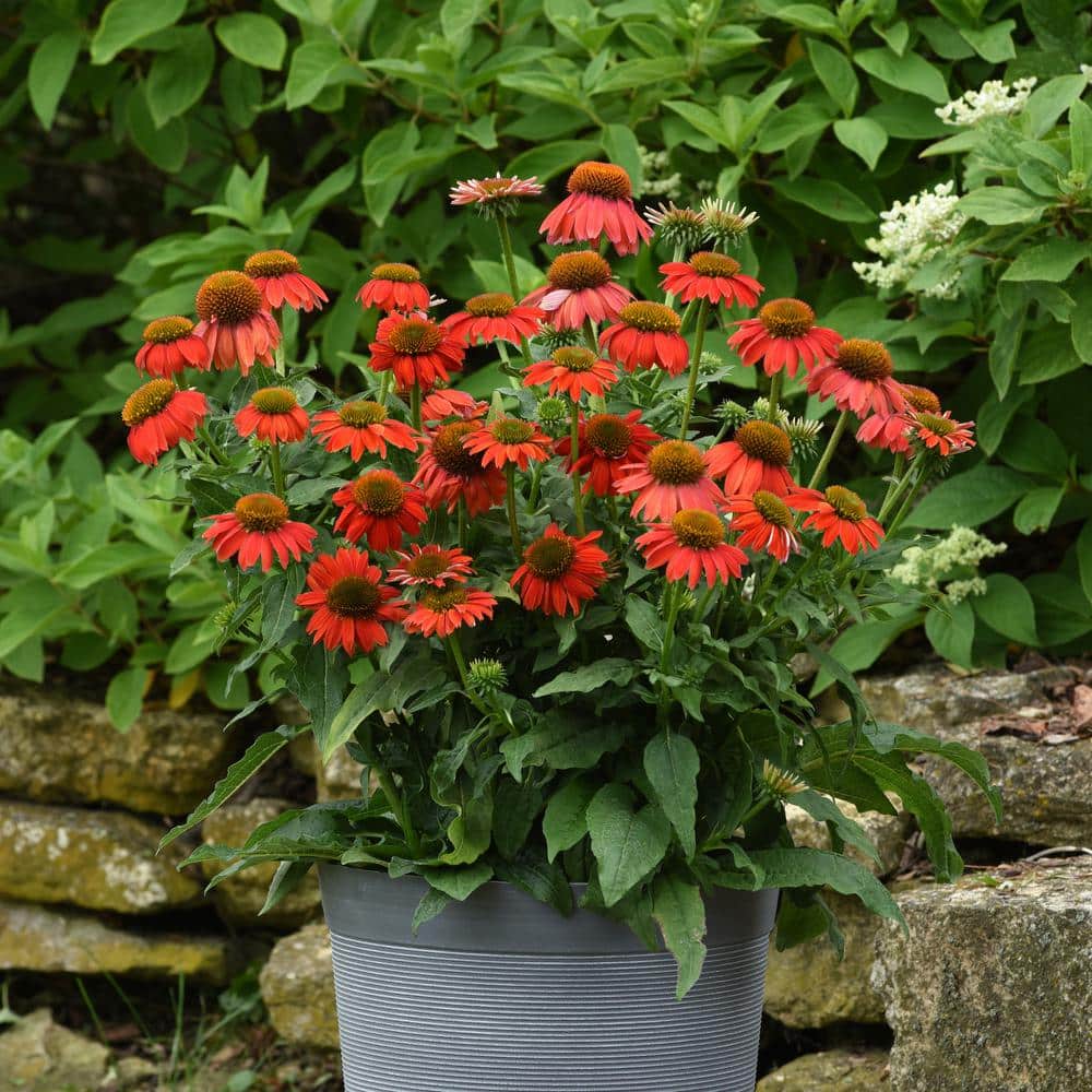 national PLANT NETWORK 3.25 in. Echinacea Artisan Coneflower Red Ombre ...