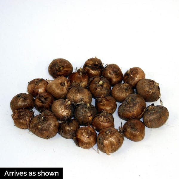 Van Bourgondien Multi-Colored Giant Crocus Bulbs Mixture (100-Pack ...