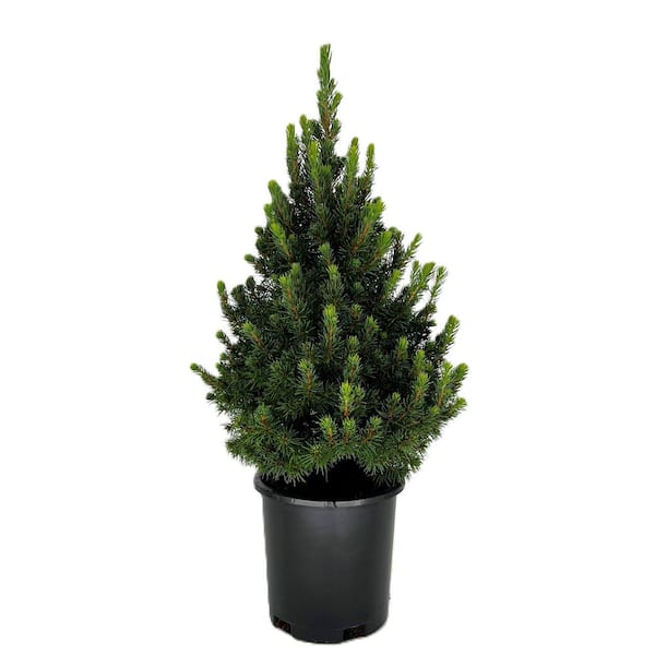 DIRECT GARDENING 3 Gal. Pot, Alberta Dwarf Spruce (Picea), Live Potted ...