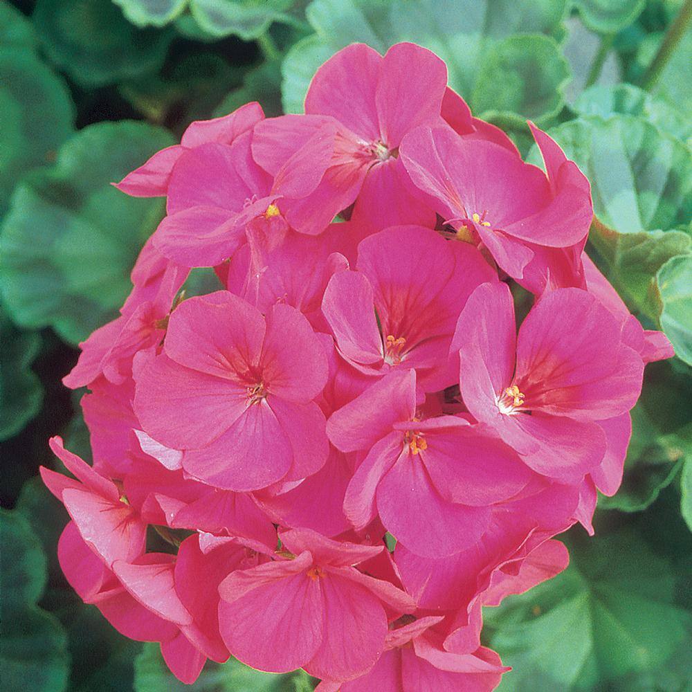 Vigoro 1 Qt. Purple Geranium Plant 3314 - The Home Depot