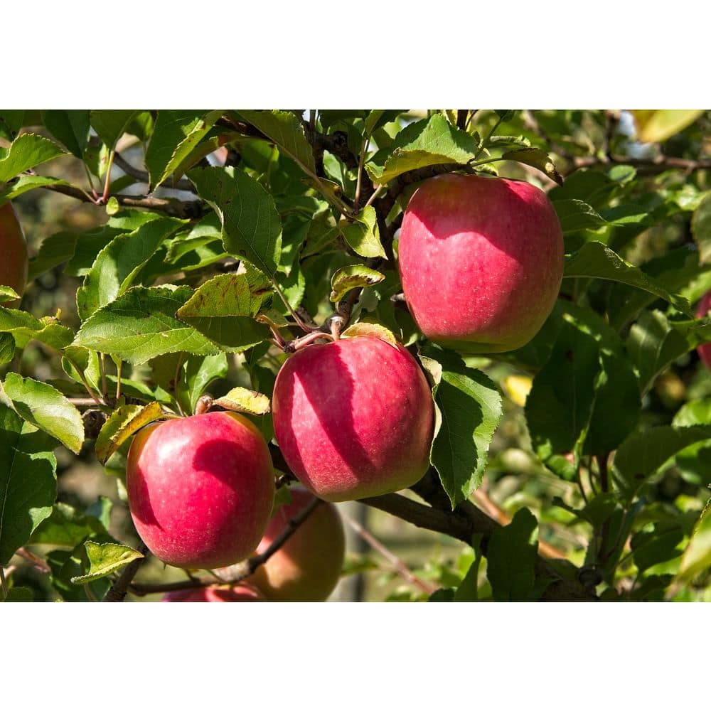 Online Orchards Pink Lady Apple Tree with Sweet Tart Crisp Fruit-3 ft ...