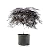 3 Gal. Tamukeyama Japanese Maple Tree with Red Foliage 17538 - The Home ...
