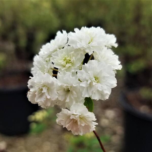 FLOWERWOOD 2.5 Gal - Bridal Wreath Spiraea Reeves Plant with Showy ...