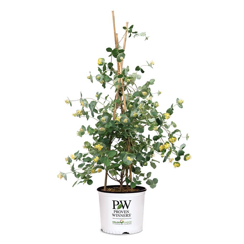 PROVEN WINNERS 2 Gal. Kintzley's Ghost Honeysuckle Shrub 18348 - The ...