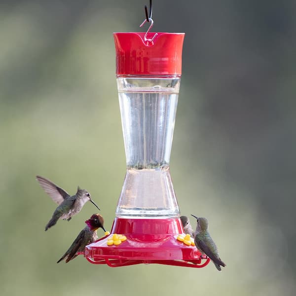 Hummingbird Bird Feeder The Ultimate Quick Guide To Hummingbird