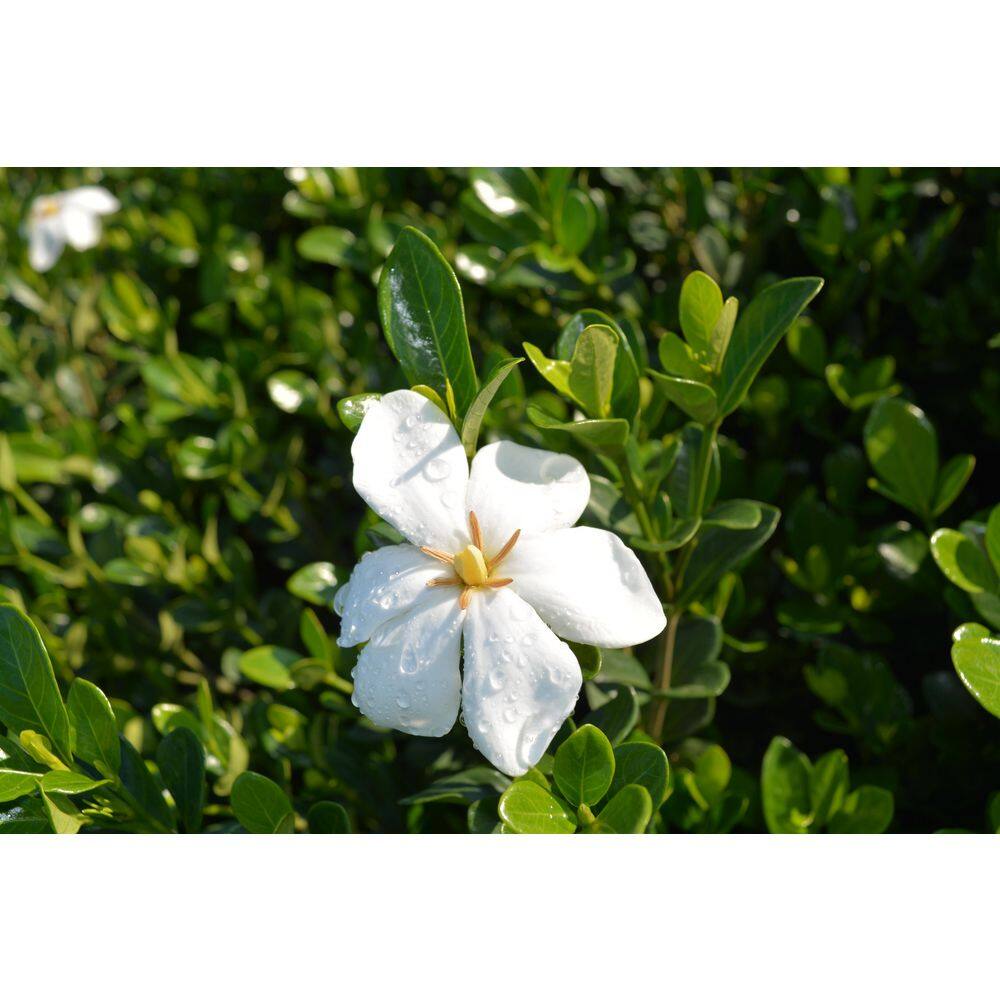 MCCORKLE 3 Gal. Daisy Gardenia Shrub Live Evergreen Plant, White ...