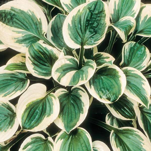 #1 Brim Cup Yellow Variegated Hosta Plant 1081 - The Home Depot