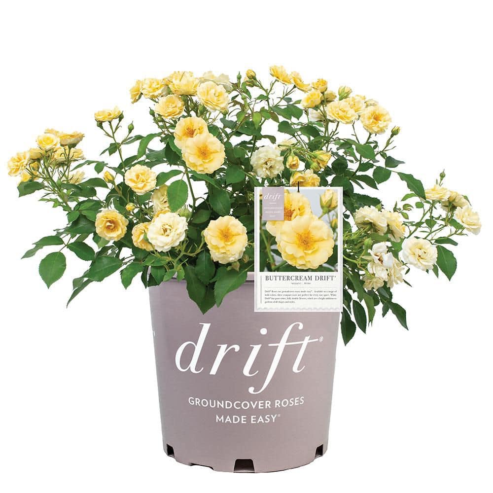 Drift 2 Gal. The Buttercream Rose Plant with Light Yellow Flowers 17647 ...