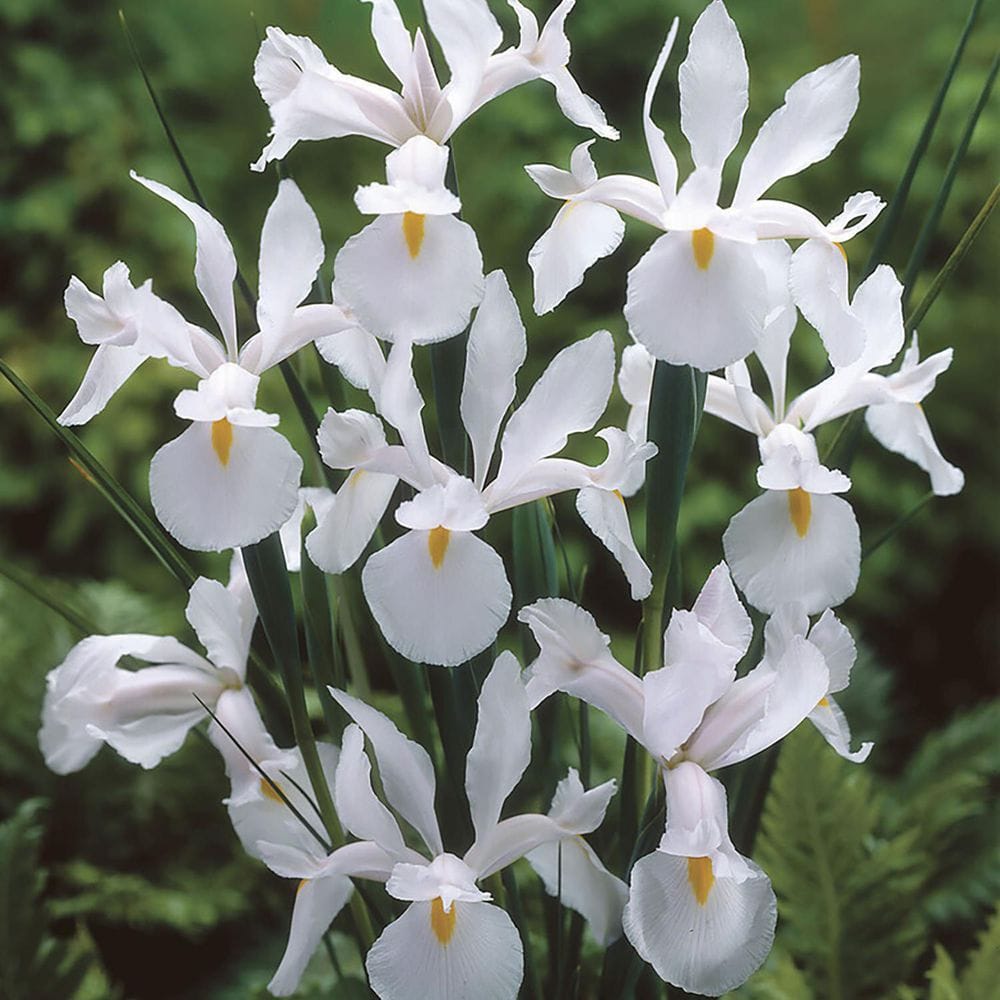 VAN ZYVERDEN Dutch Iris Casablanca (Set of 25 Bulbs) 84531 - The Home Depot