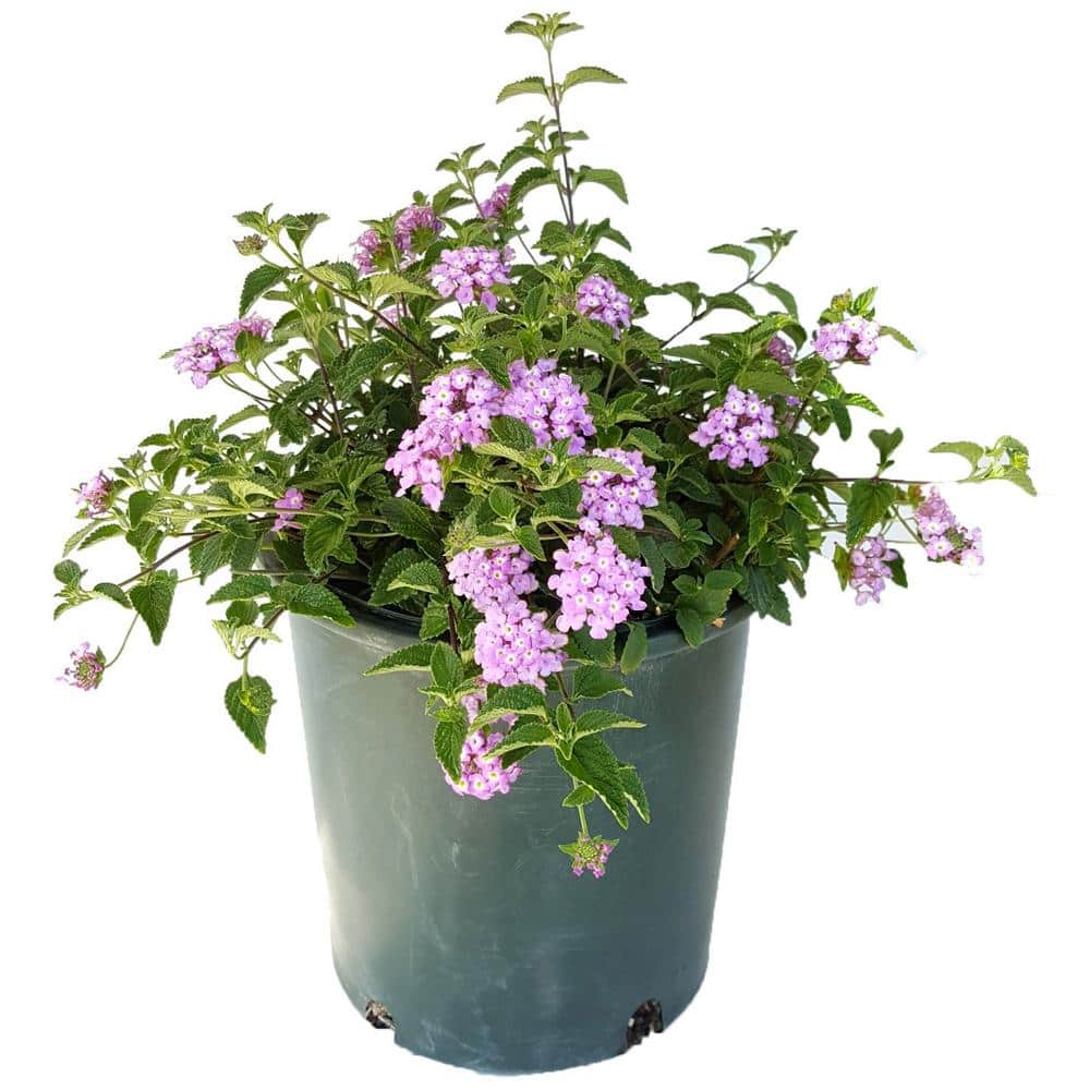 ALTMAN PLANTS 1 qt. Lantana Trailing Blue Purple Plant Collection (4 ...