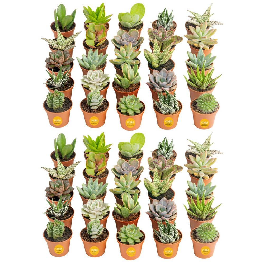 Costa Farms Mini Unique Indoor Succulent Plants in 2 in. Round Grower ...