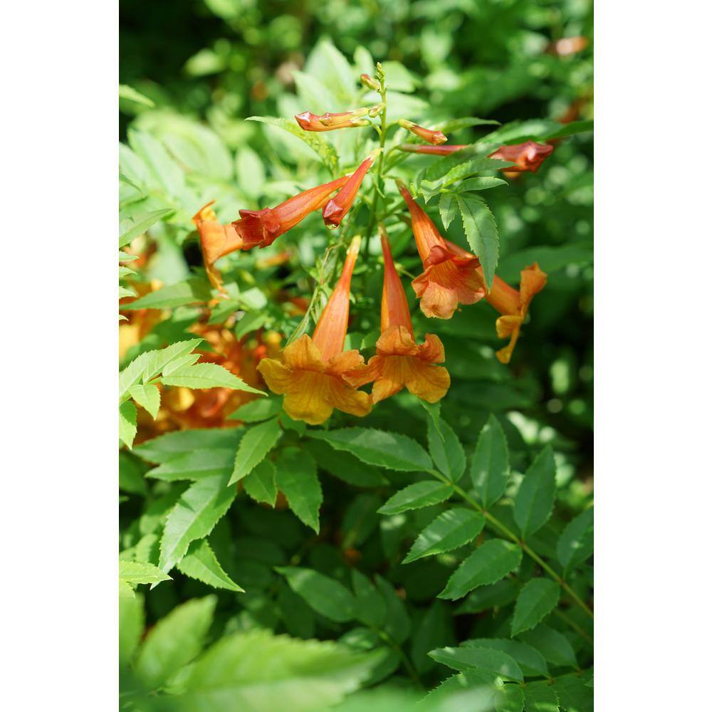 PROVEN WINNERS 1 Gal. Orange Chicklet Esperanza (Tecoma) Live Shrub ...