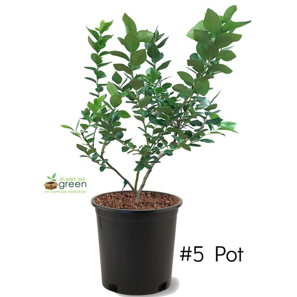 5 Gal. Vernon Rabbiteye Blueberry Plant BLUVER05G - The Home Depot