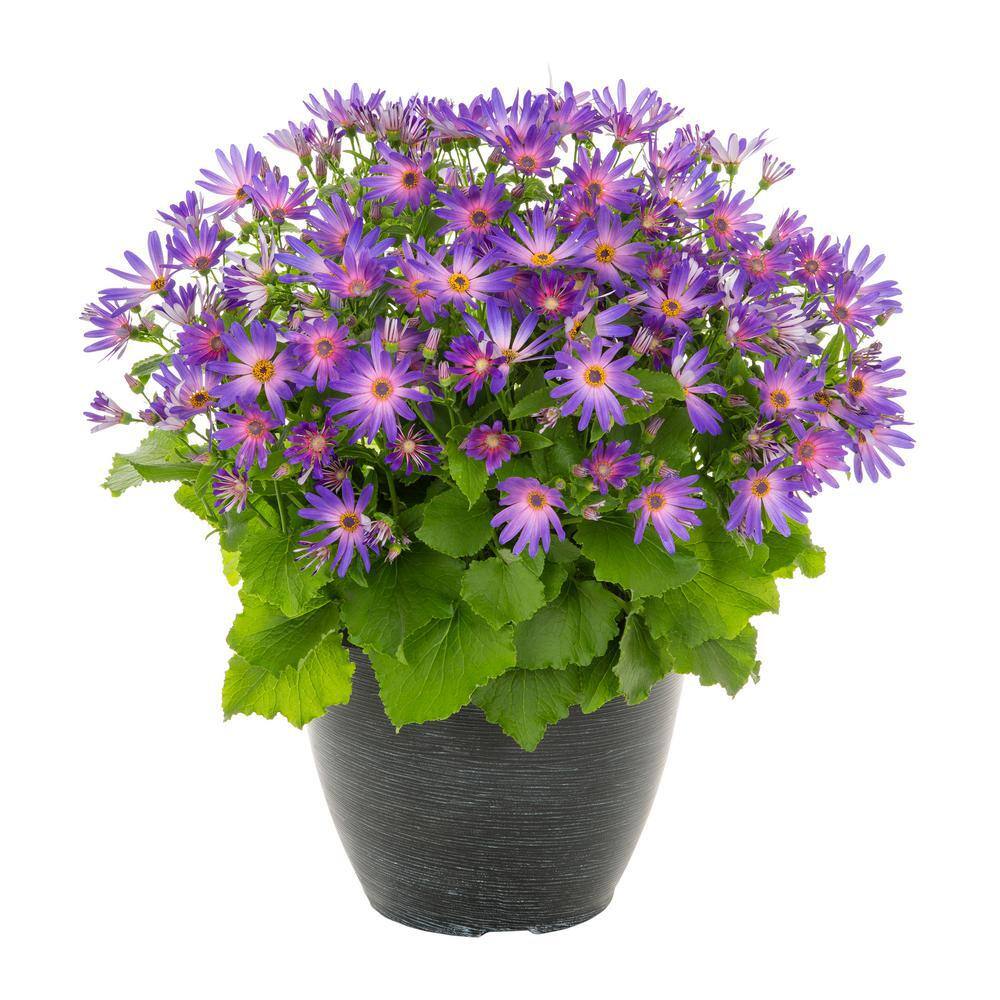 Vigoro 2 Gal. Vigoro Select Pericallis Senetti Magic Salmon Pink and ...