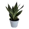 EVERBLOOM GROWERS, INC. 6 in. Snake Plant Sansevieria Plant Grower's ...