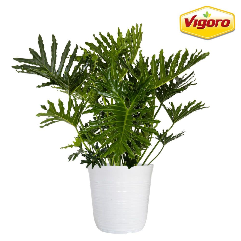 Vigoro 12 in. Vigoro Philodendron Selloum Plant in White Decor Pot ...