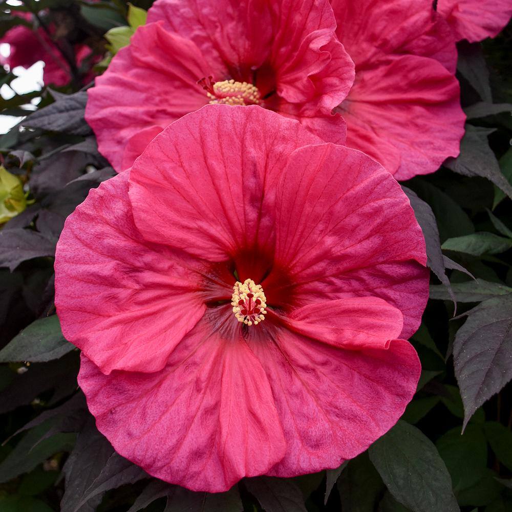 national PLANT NETWORK 1 Bareroot Hardy Hibiscus Evening Rose (1-Piece ...