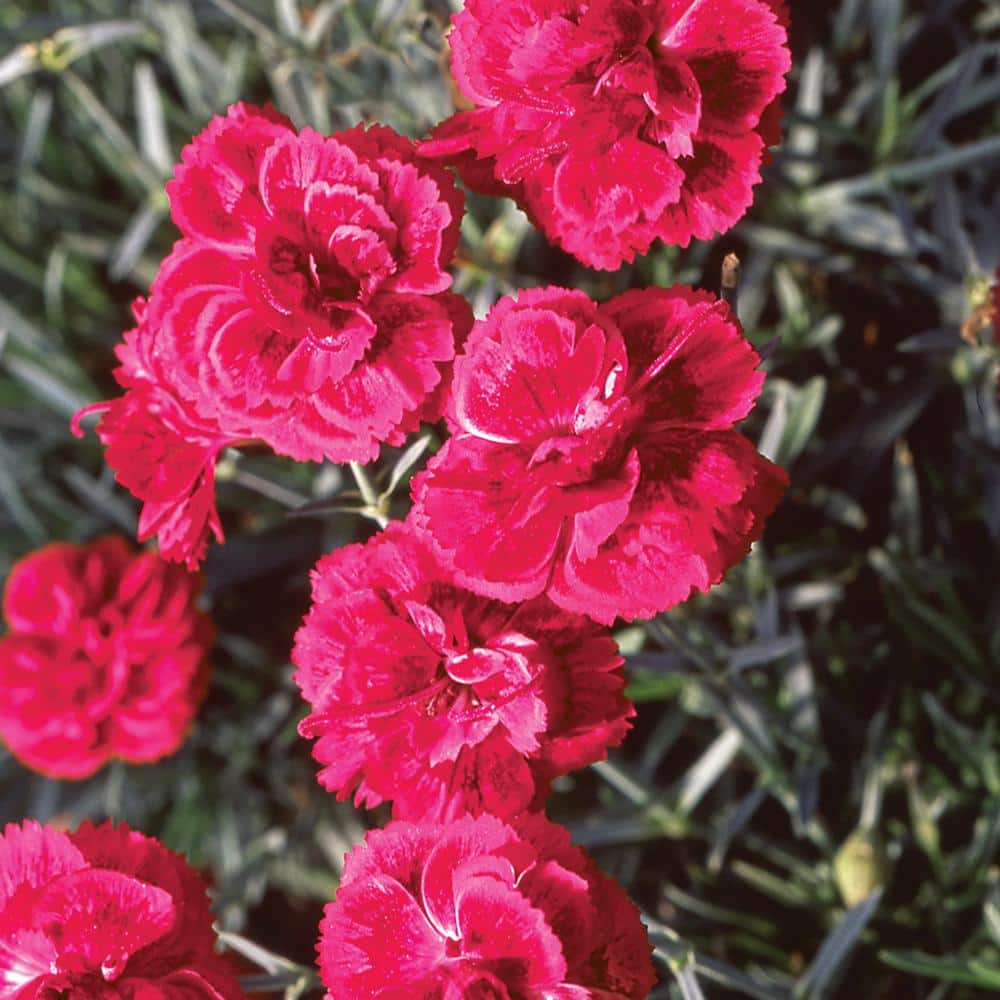 1.5 Gal. Cherry Pie Red Cheddar Pinks Dianthus Plant 1005091490 - The ...