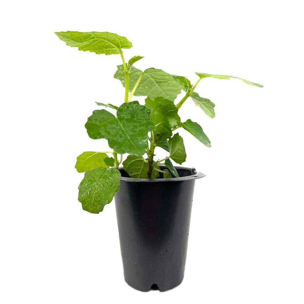 Wekiva Foliage Black Mission Fig Tree - Live Plant in a 2 in. Pot ...