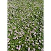 Cesicia Turkey Tangle Frogfruit Spreading Plant (3-Pack) MMPlant12 ...