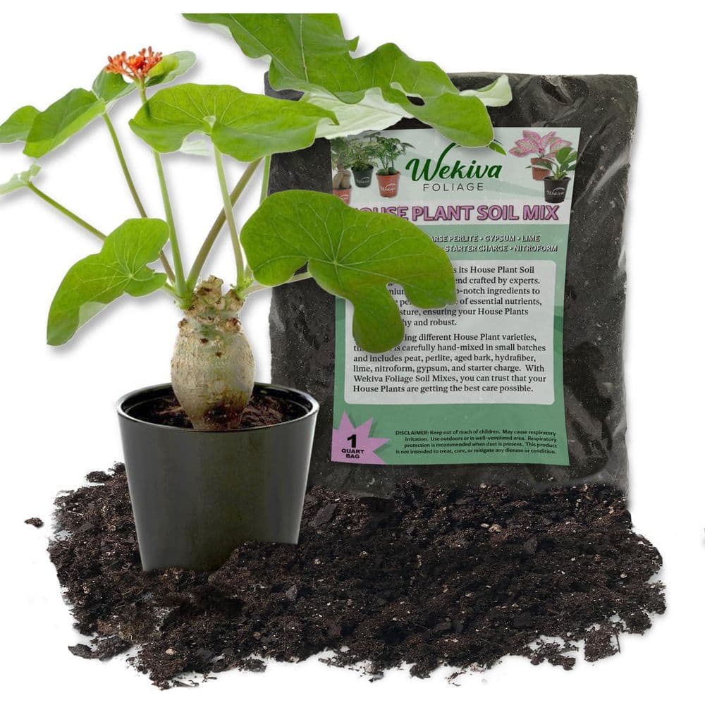 Wekiva Foliage Buddha Belly Plant and Soil Mix Combo -Live Plant in a 4 ...