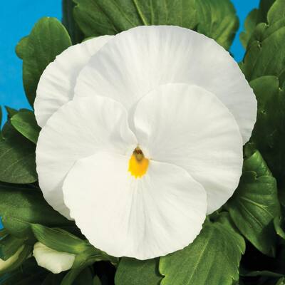 Pansy - Annuals - Garden Flowers - The Home Depot