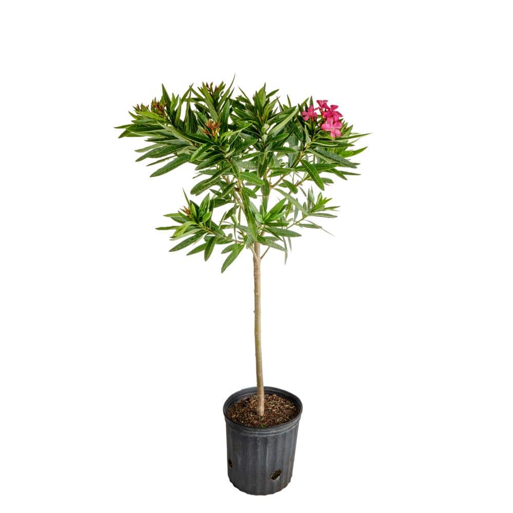 Costa Farms 10 in. Outdoor Pink Oleander Standard Plant in Grower Pot ...