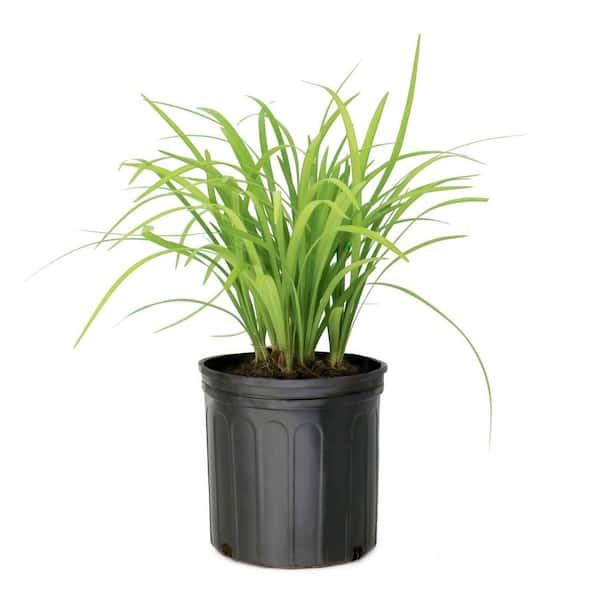 national PLANT NETWORK 3 Gal. Liriope Emerald Goddess Plant HD2751 ...