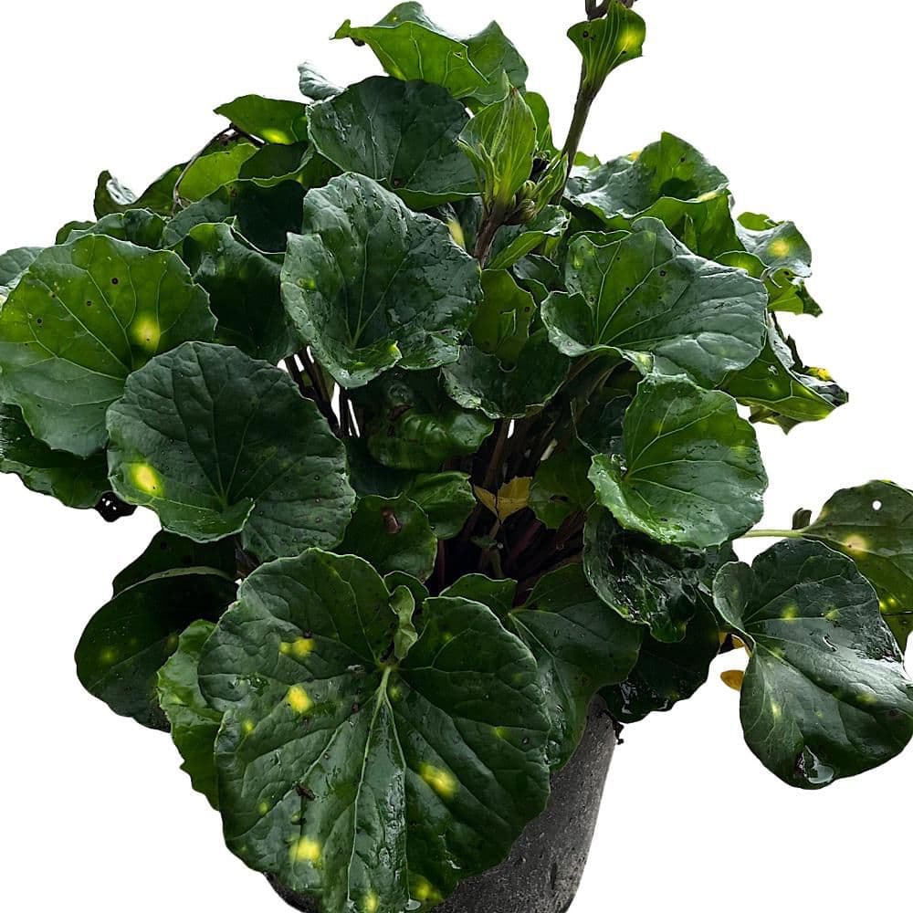 OnlinePlantCenter 3 Gal. Firefly Spotted Leopard Plant Non-Flowering ...